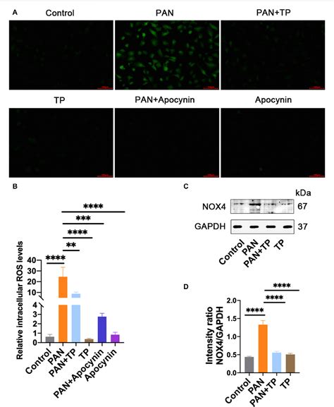 Figure 2 From Triptolide Decreases Podocytes Permeability By Regulating