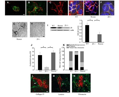 Endothelial Specific B1 Integrin Re Expression In B1 Integrin Ebs Download Scientific