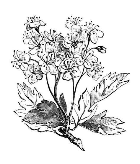 Hawthorn Illustrations Royalty Free Vector Graphics And Clip Art Istock