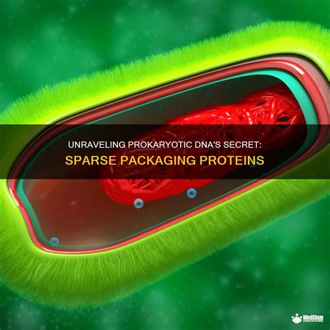 Unraveling Prokaryotic Dnas Secret Sparse Packaging Proteins Medshun