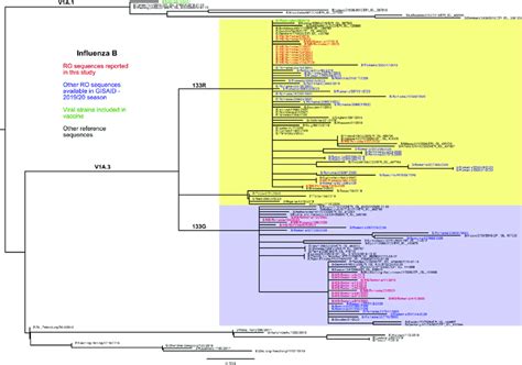 Phylogenetic Analysis Of Bvictoria Hemagglutinin Sequences