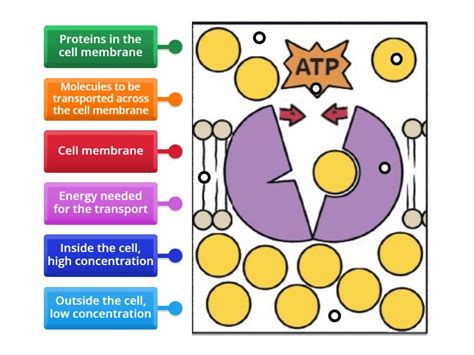 Active Transport Diagram Labelled Diagram