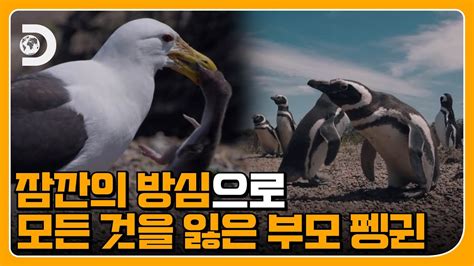 새끼 펭귄이 갈매기에게 산 채로 먹히는 것을 지켜볼 수밖에 없는 펭귄들 Ep02 와일드 라탐 Youtube