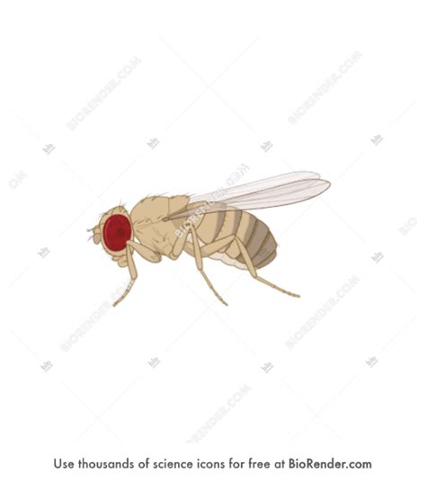 Drosophila Male And Female