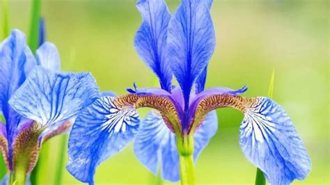 What Are Flag Flowers Types Care And Growing Tips Randy Lemmon