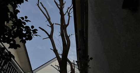 中原区で庭木の剪定なら東神リビングパートナー株式会社へ中原区庭木の剪定 日々の状況をお伝えするための店舗日記 川崎市で幅広く対応