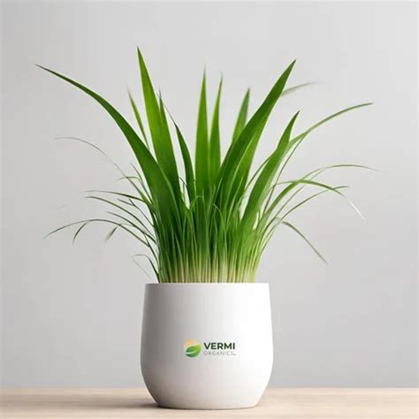 Lemon Grass Plant Spreng Cymbopogon Cochin Grass लेमनग्रास