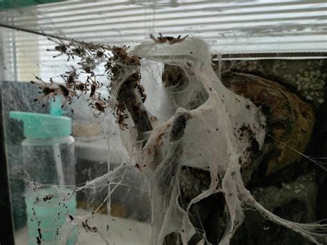 My Sisters Tarantula Just Had Babies Rnope