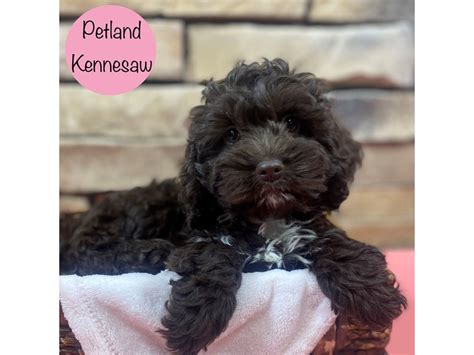 Cockapoo Small Animal Chocolate Id28776 Located At Petland Kennesaw
