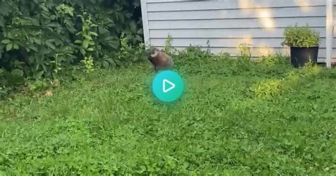 Squirrels Are Getting Fat Album On Imgur