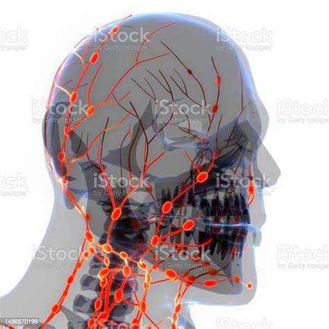 Foto De Anatomia Dos Linfonodos Do Sistema Interno Humano E Mais Fotos