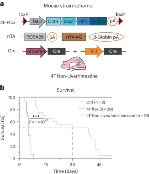 In Vivo Reprogramming That Spares The Liver And Intestine Shows Reduced Toxicity In Mice Yields