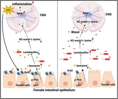 Sex Biased Gut Dopamine Signaling In Multiple Sclerosis Pmc