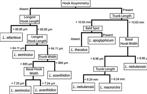 Decision Tree For The Classification Of Females Of Species Described Download Scientific