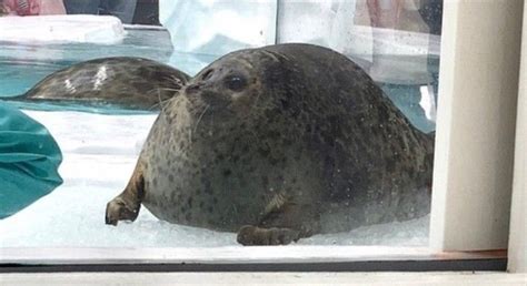 Yuki The Silly Seal
