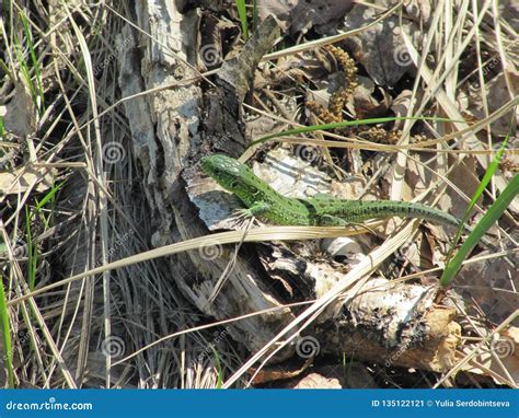 La Grande Lucertola Verde Striscia Dal Suo Foro Per Prendere Il Sole Al
