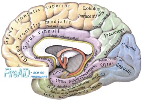 Sulcus Cinguli Med Kom