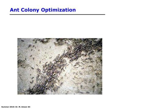 Ppt Ant Colony Optimization Powerpoint Presentation Free Download