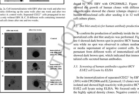 C Comparison Between The Two Protocols Of Cell Immortalization Larger
