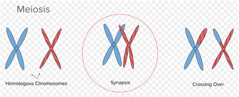 遗传算法入门笔记遗传算法二进制编码 Csdn博客 遗传算法入门笔记遗传算法二进制编码 Csdn博客