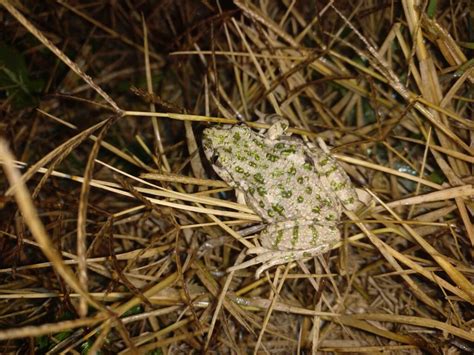 Importancia de preservar el hábitat de los anfibios protegidos en la Sierra Norte