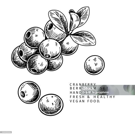 手繪蔓越莓枝 葉和漿果雕刻向量插圖牛莓 藍莓野生植物夏季收穫 果醬或果醬素食成分功能表包裝化妝品和食品設計向量圖形及更多版雕圖片 Istock