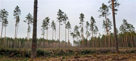 A Pine Forest In The Spring During Logging Stock Image Image Of