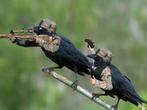 Sniper Team Crows Birds With Arms Know Your Meme