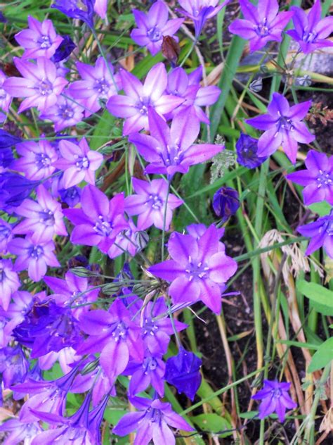 The Eden Project Free Photos On