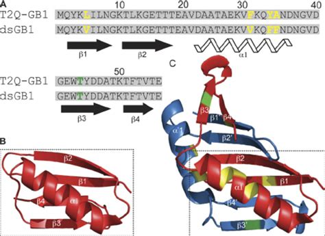 A Sequence Alignment Between T2q Gb1 And Dsgb1 B And C Schematic