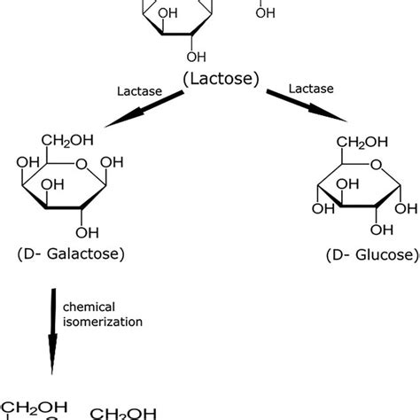 The Substrate For The Production Of D Tagatose Is Lactose Which Is