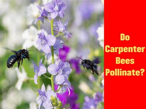 How Do Bees Make Honey Step By Step Fully Explained Beekeepingstudy