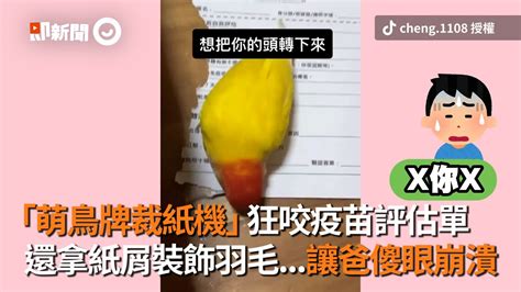 萌鸚鵡咬爛「疫苗評估單」還拿紙屑裝飾羽毛氣壞爸爸🤣｜寵物動物｜鳥｜愛情鳥｜情侶鸚鵡｜搞笑 Youtube