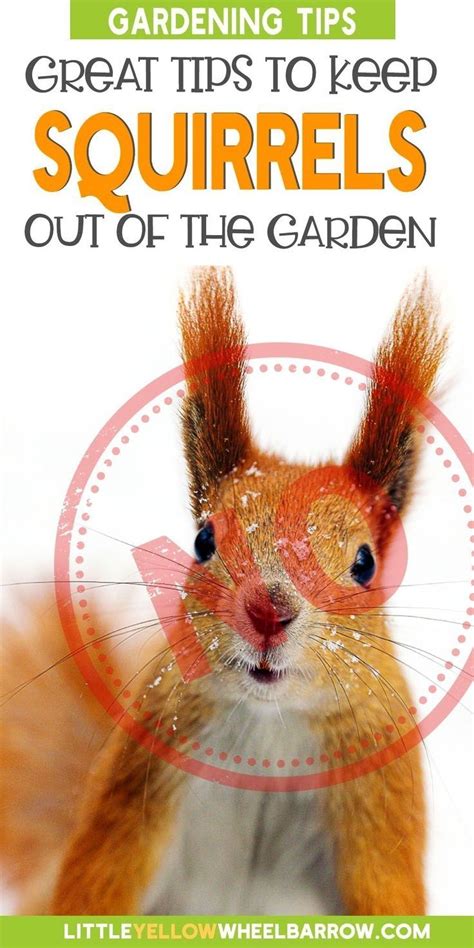 How To Keep Squirrels Out Of Garden Beds Naturally Artofit