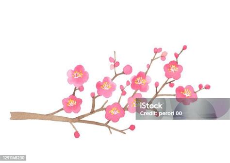 흰색 배경에 일본 매화 나무 수채화 그림 매화에 대한 스톡 벡터 아트 및 기타 이미지 매화 매화나무 수채화 Istock