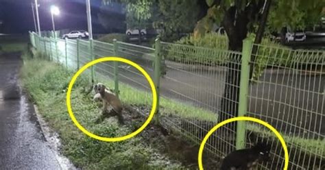 힌남노 덮친 밤 개 3마리 펜스 묶인 채 낑낑 죽으라고 버린 것