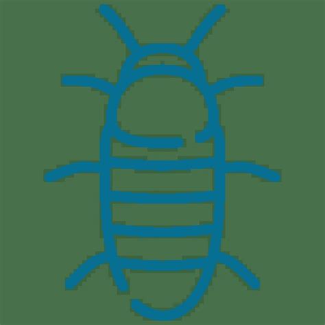 Cockroach Pest Control Sydney Fast And Guaranteed Removal