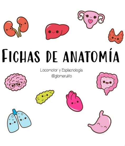 Fichas de anatomía uDocz Anatomia cabeza y cuello Anatomía Libros