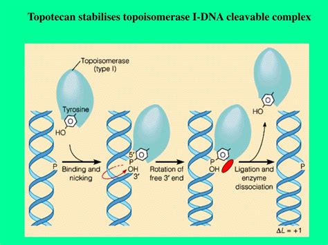 Ppt Topoisomerase Inhibitors And Multidrug Resistance Mdr Phl 417