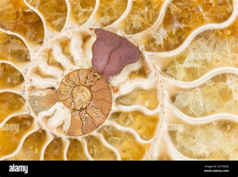 Macro Photograph Of A Split Fossilized Ammonite Shell Showing The