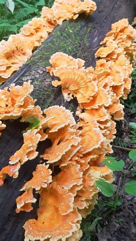 5 Easy To Identify Edible Mushrooms Artofit