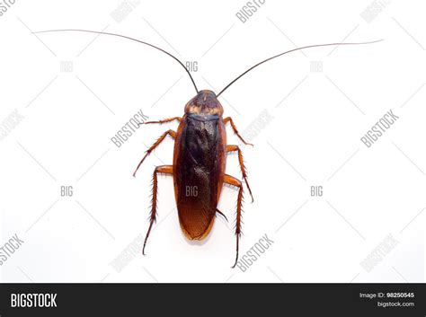 Single Back Cockroach Image And Photo Free Trial Bigstock