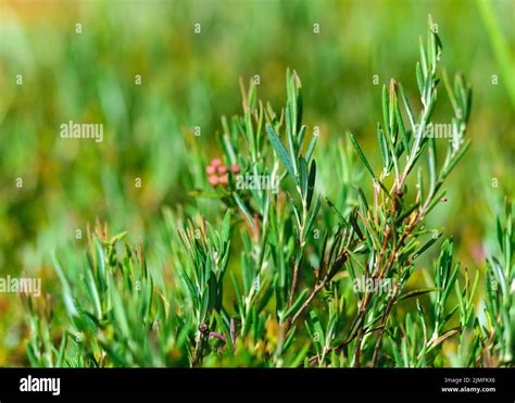 Marsh Vegetation Moss Grass Various Marsh Plants Close Up View Suitable For Background