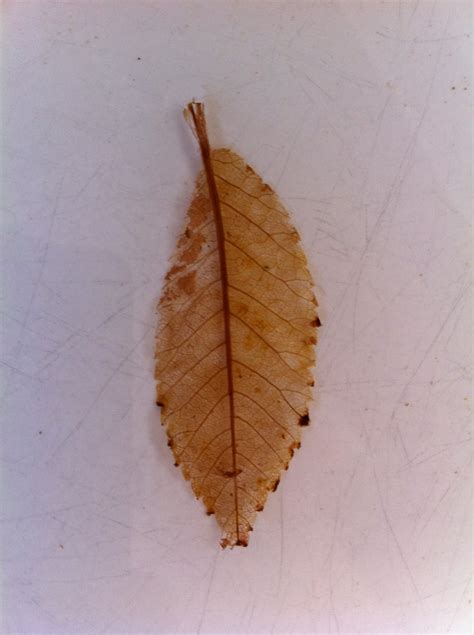 Leaf Skeletonization 6 Steps With Pictures Instructables