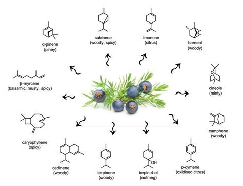 0817cw Gin Feature Juniper Berries And Chemical Structures
