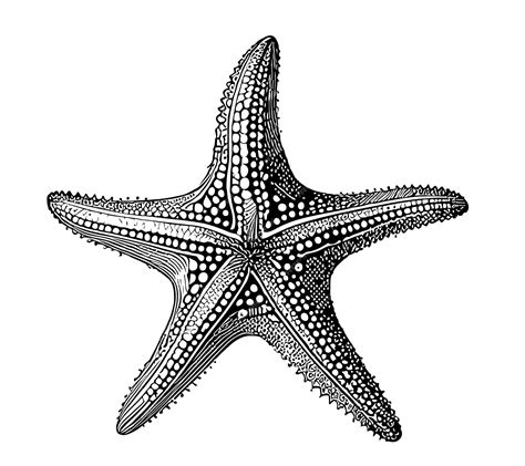 Premium Vector Starfish Hand Drawn Sketch Illustration Sea Animals
