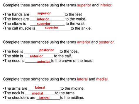 Ppt Sponge Set Up Cornell Notes On Pg 19 Topic 15 Anatomical