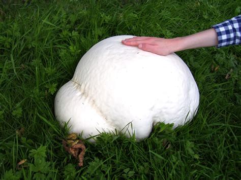Mushroom Science Fiction Or Fact 21 Surreal Fungi