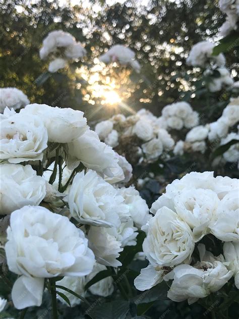 White Rose Garden Wallpaper