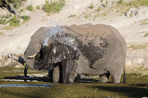 Elephants Having A Bath In Chobe River Chobe Riverfront Safari